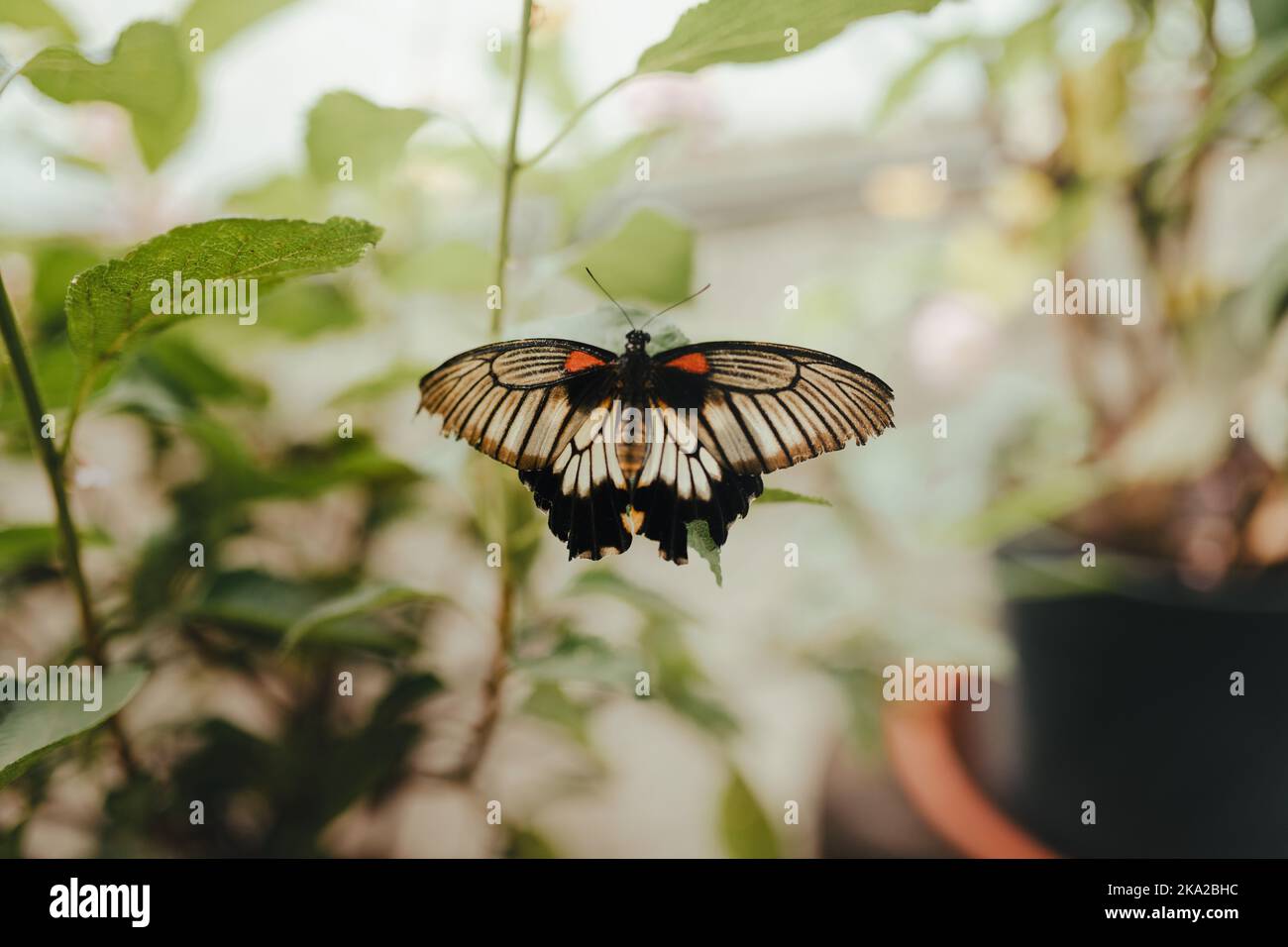 Zoo animal glass hi-res stock photography and images - Alamy