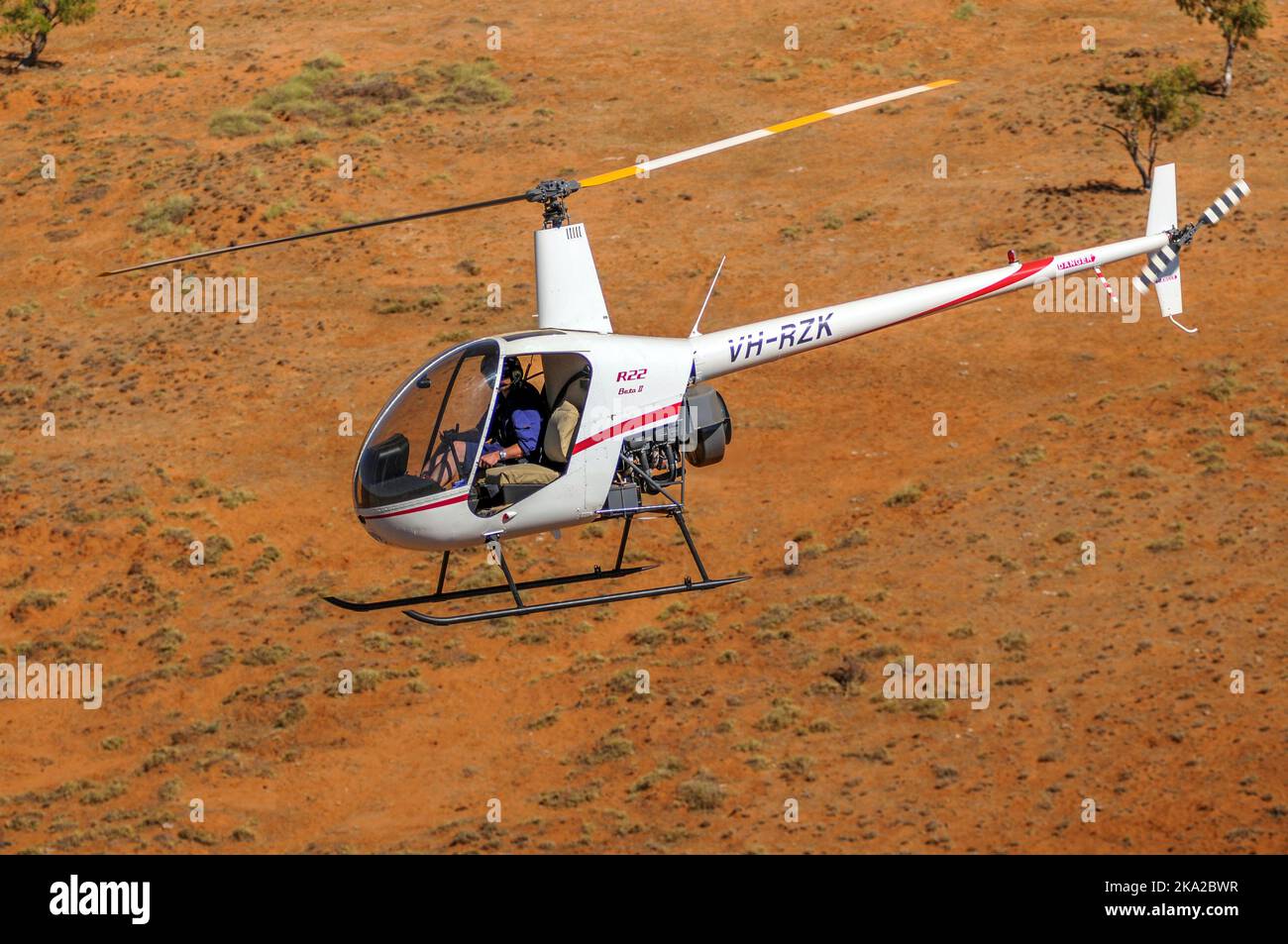 Aerial cattle mustering with a Robinson R22, in the outback of ...