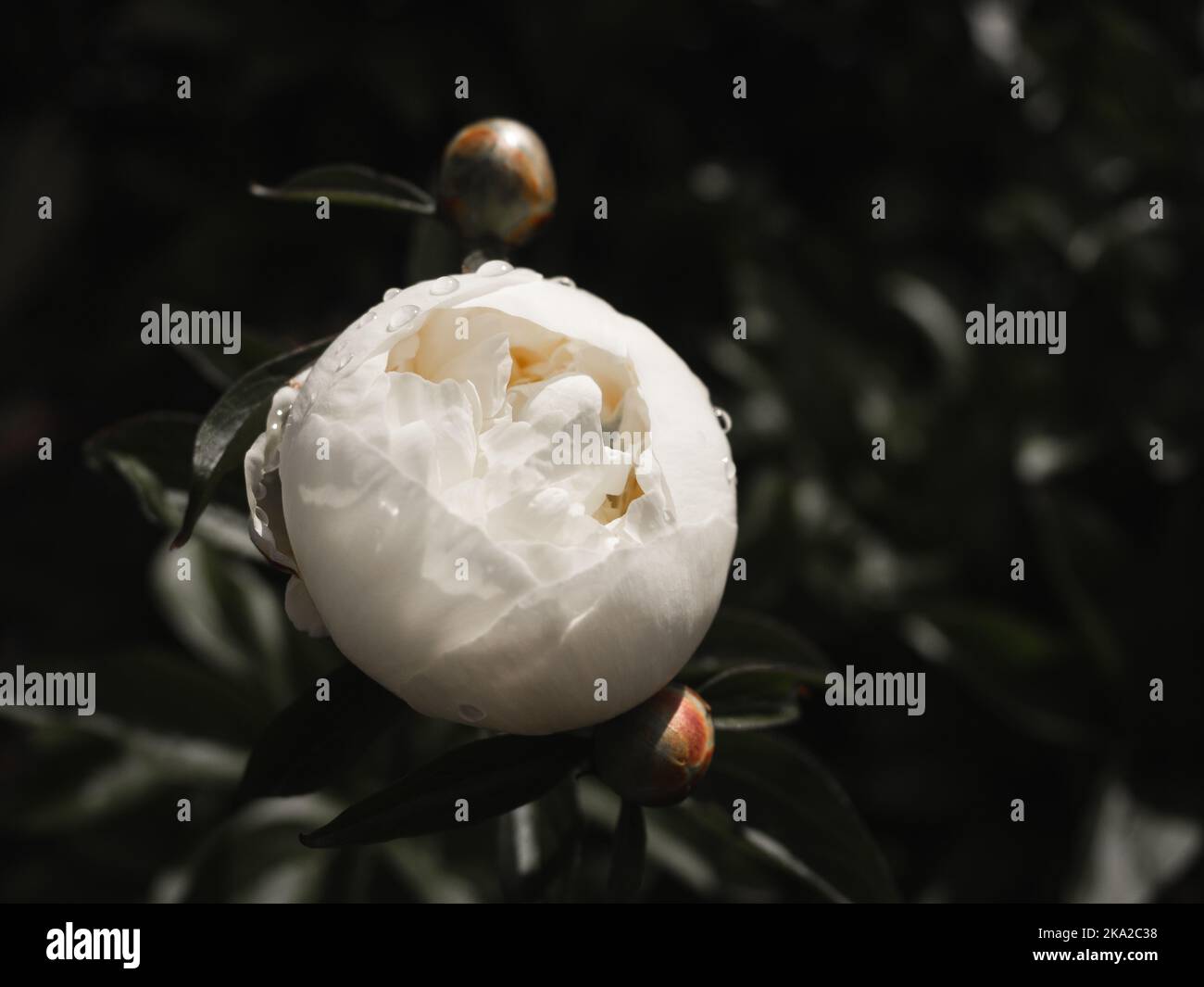 Unbloom hi-res stock photography and images - Alamy