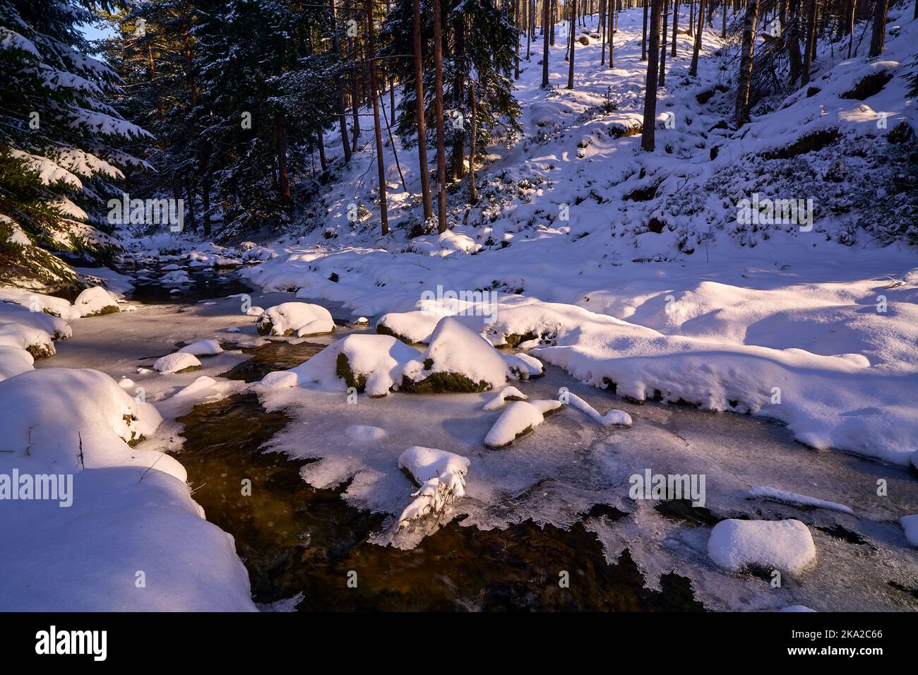 A beautiful shot of a forest and a river taken in winter in Divcibare ...