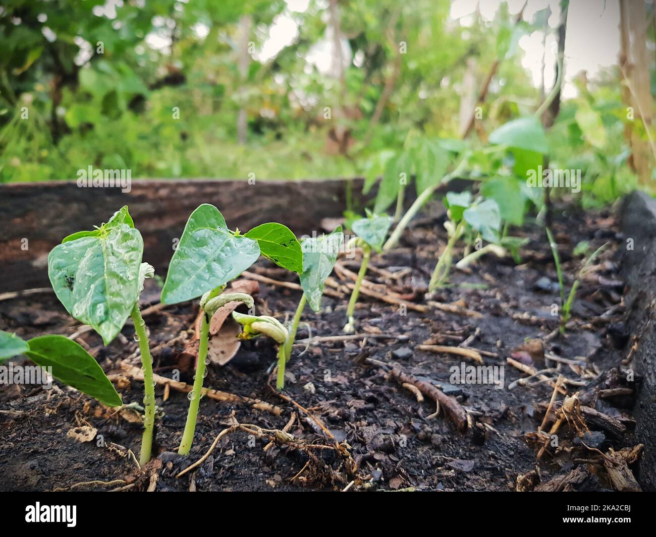 A closeup of a bean plant sprout Stock Photo - Alamy