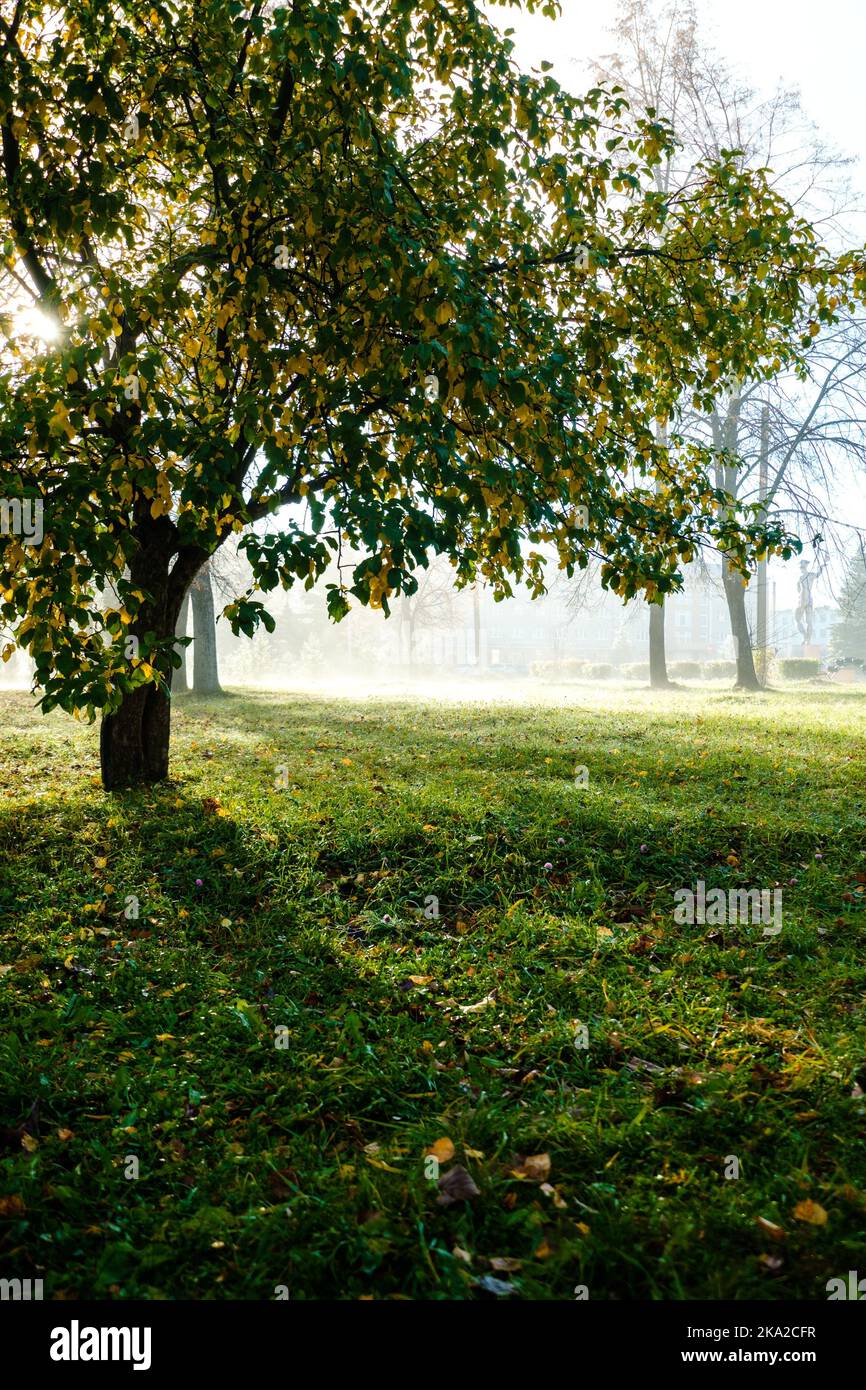 A vertical shot of a tree in a field Stock Photo - Alamy