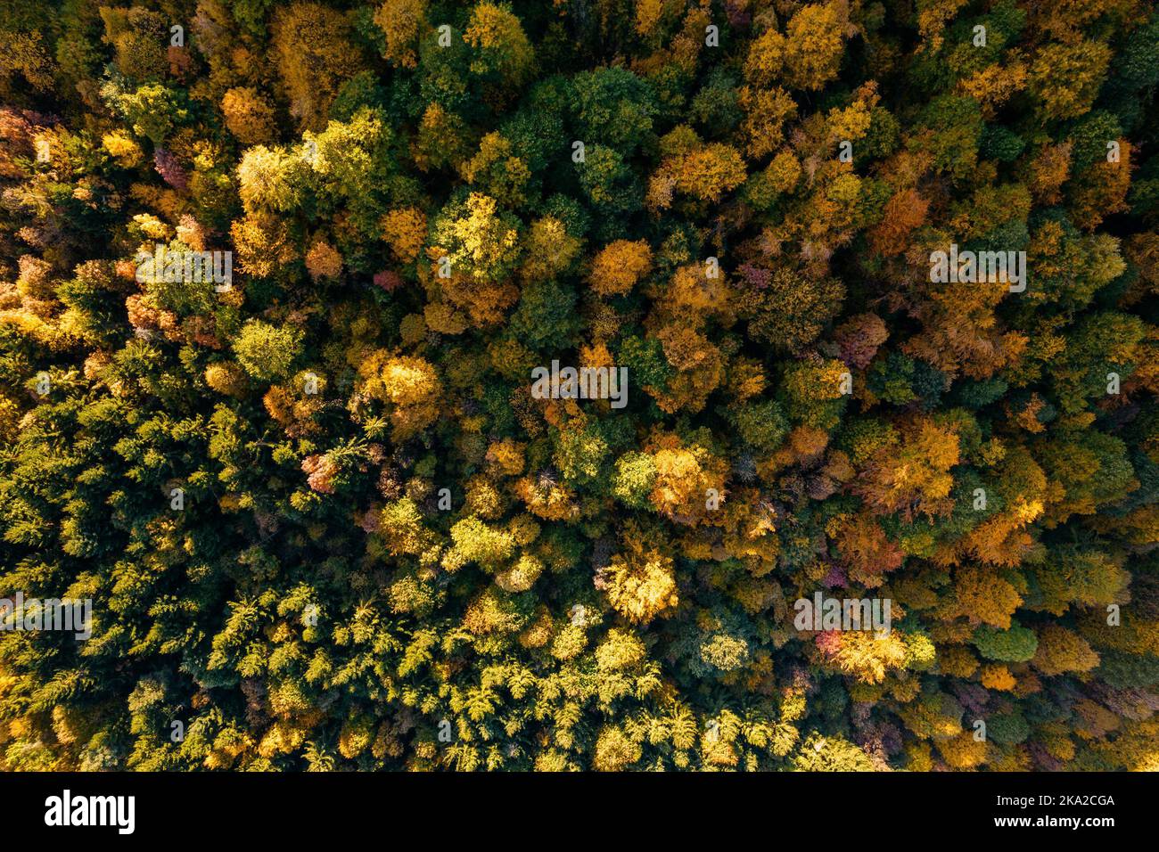 An aerial shot of the forest in autumn with beautiful colorful trees a ...