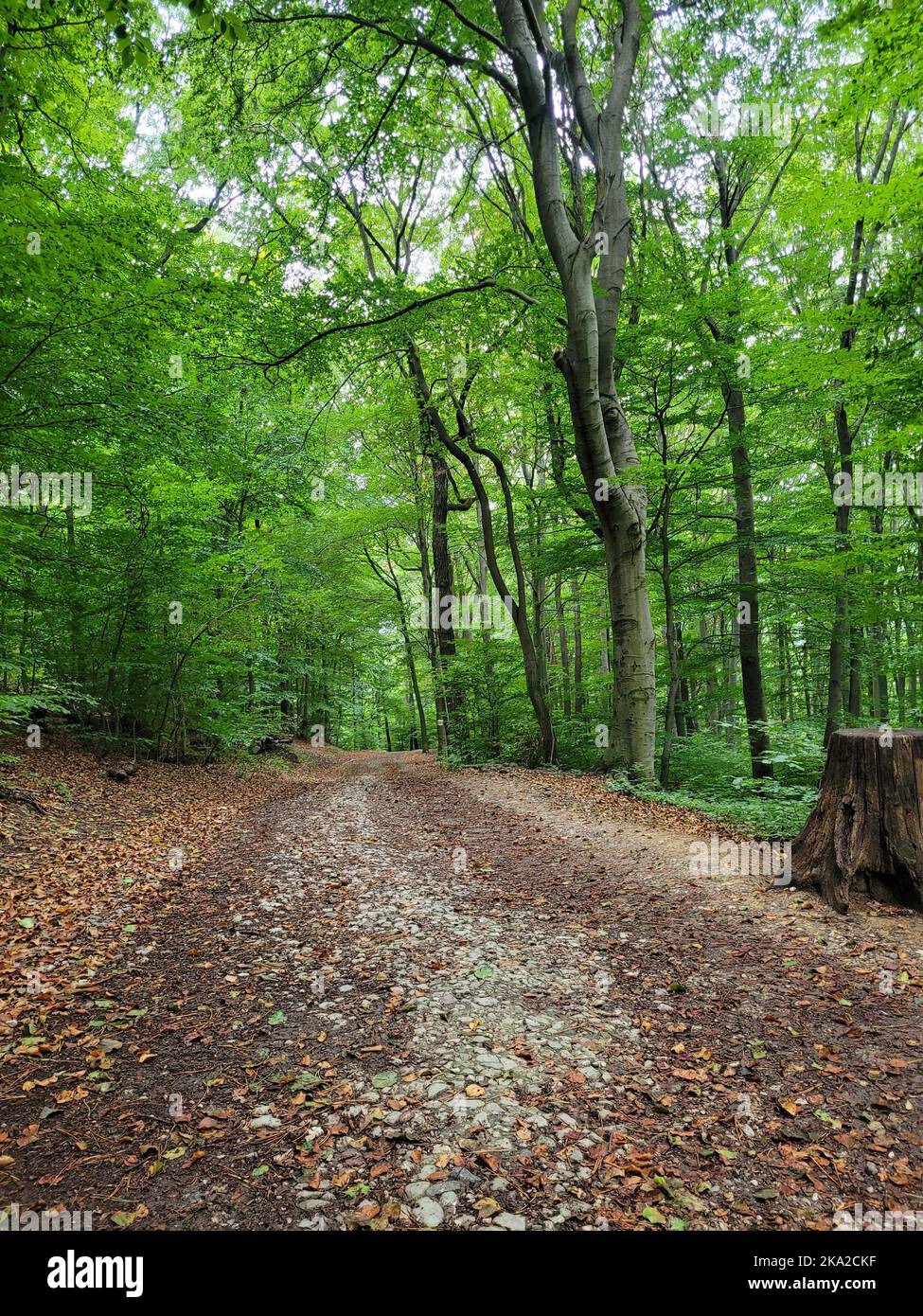 A pathway in the middle of the forest Stock Photo - Alamy