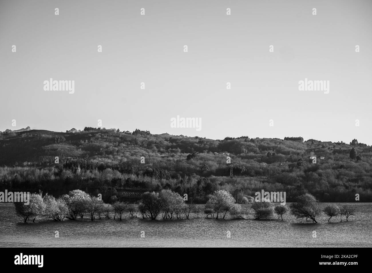 The grayscale view of a field with botanical forest trees under the ...