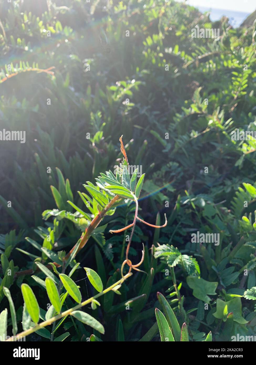 Vines plant hi-res stock photography and images - Alamy