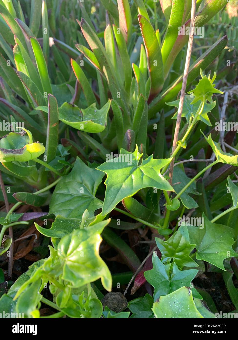 Vines plant hi-res stock photography and images - Alamy