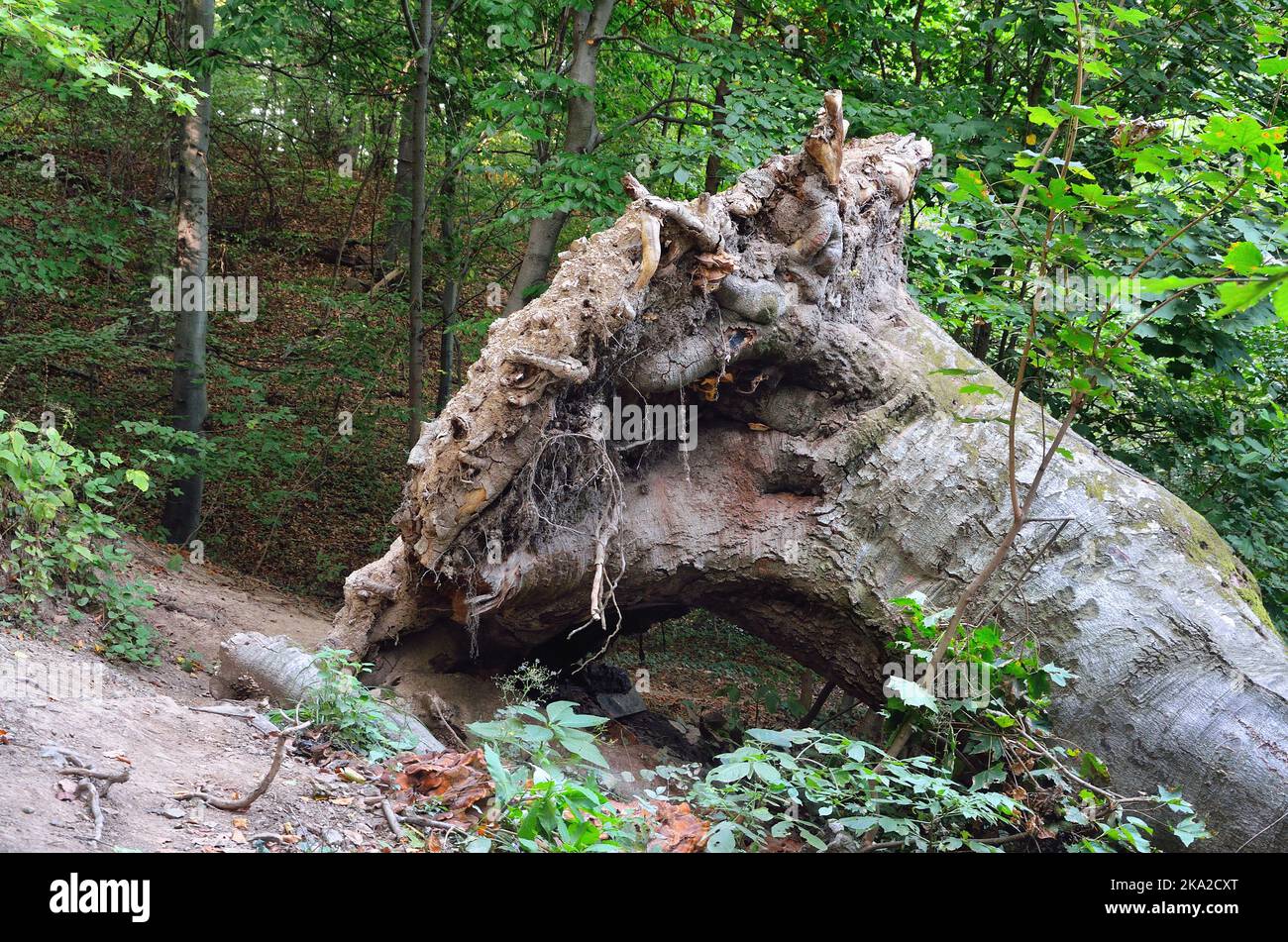Uprooted tree closeup hi-res stock photography and images - Alamy