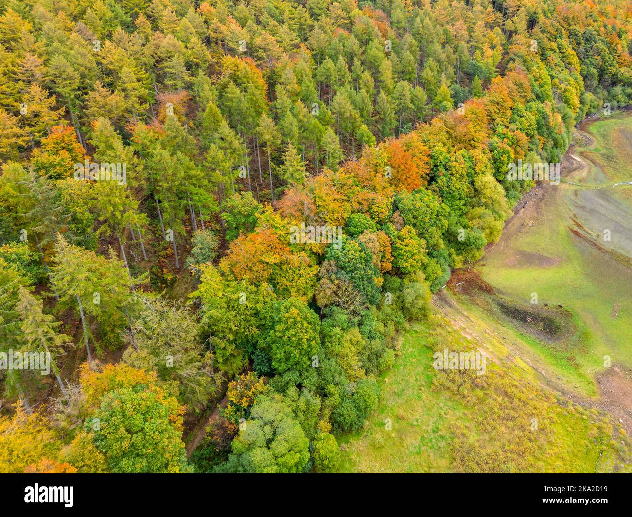 Aerial view of autumn woodland trees in Lindley Wood, North Yorkshire ...