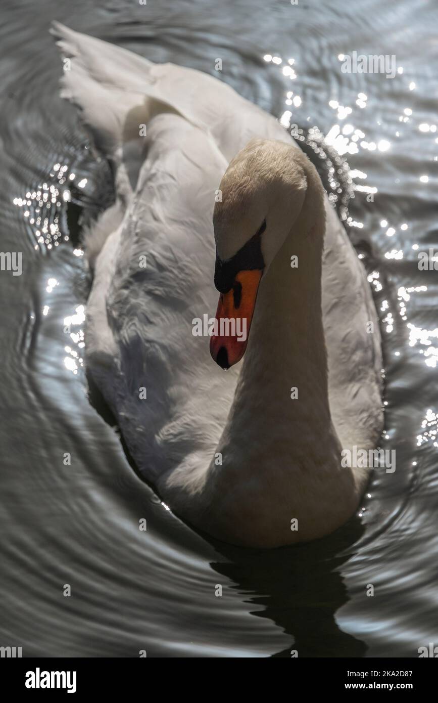 A portrait frame of a White Swan floating in a stream Stock Photo - Alamy