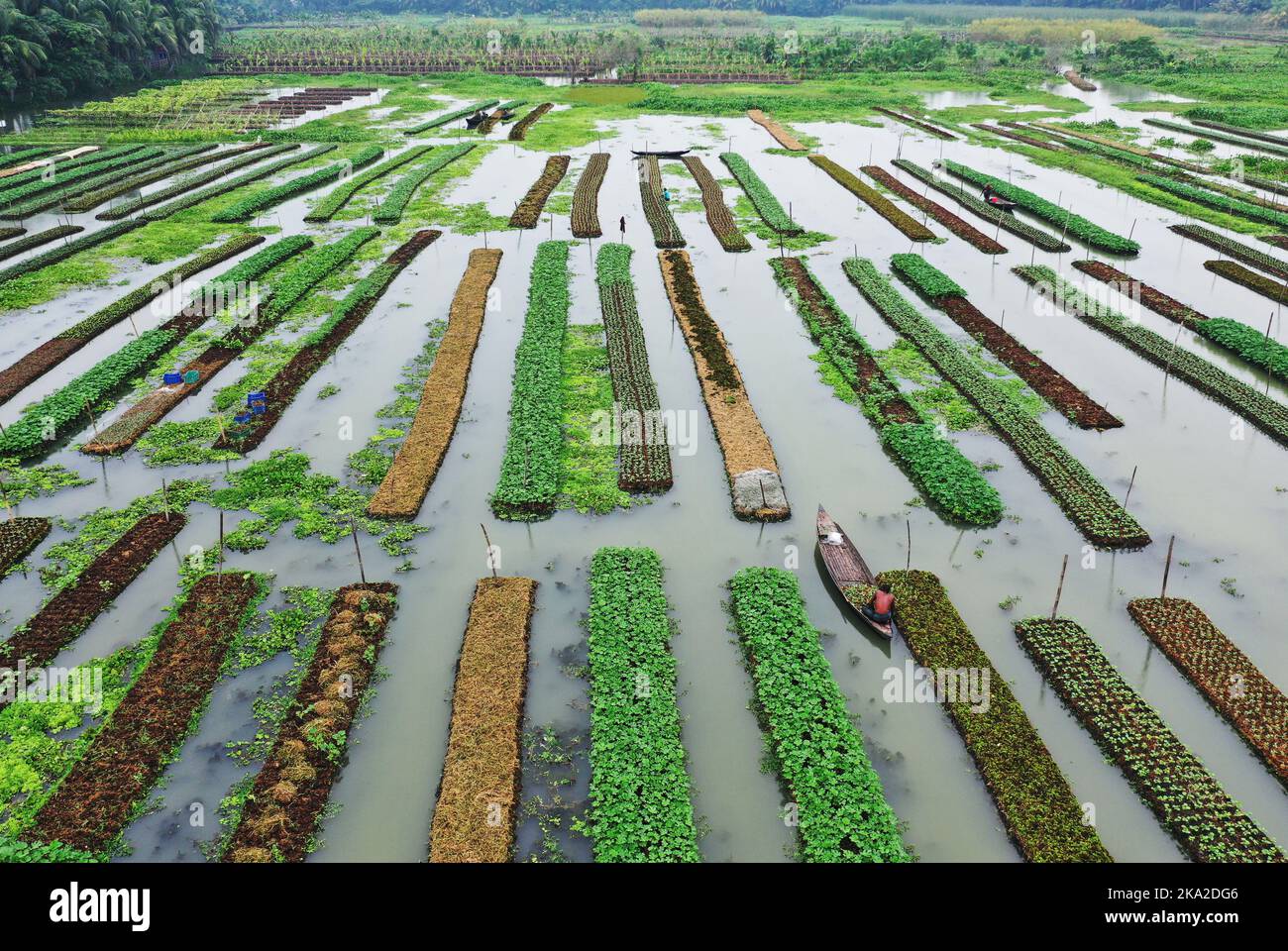 Floating farm in bangladesh hi-res stock photography and images - Alamy
