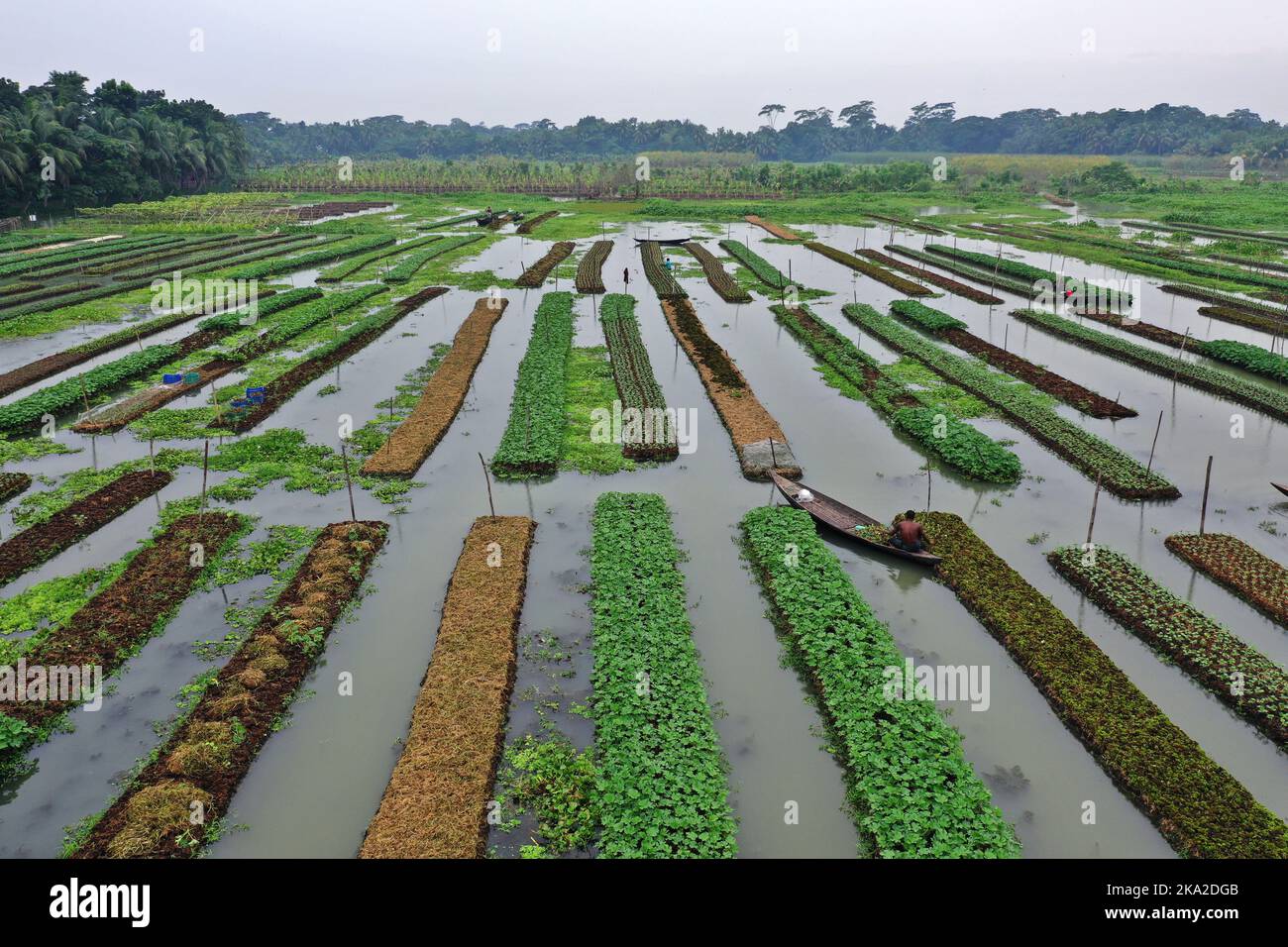 Floating farm bangladesh hi-res stock photography and images - Alamy