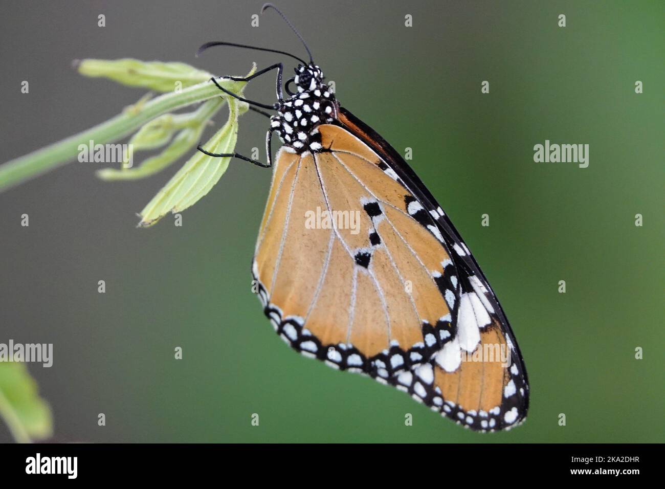 A selective focus of a chrysippus butterfly with beautiful brown wings ...