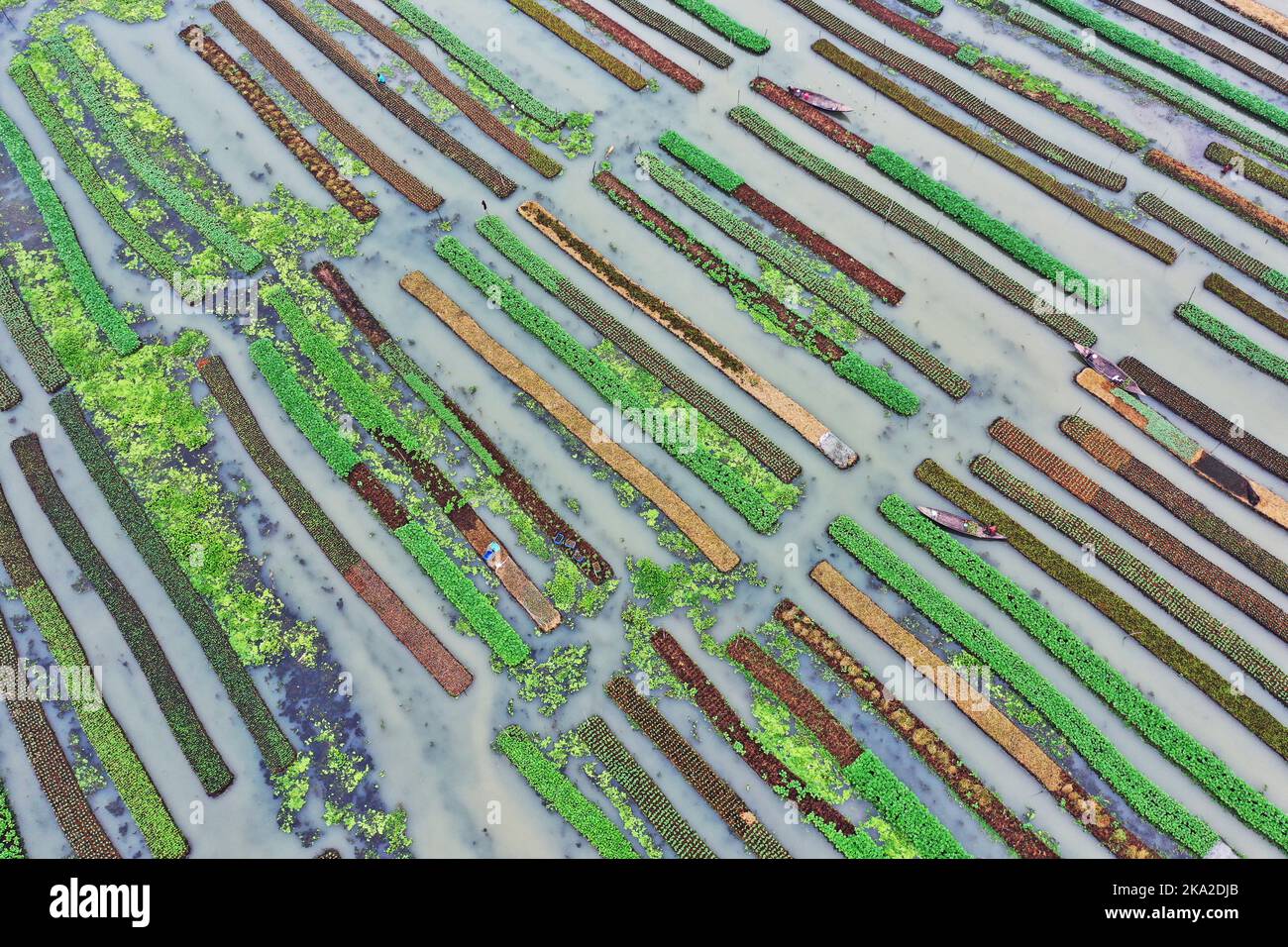 Floating farm in bangladesh hi-res stock photography and images - Alamy