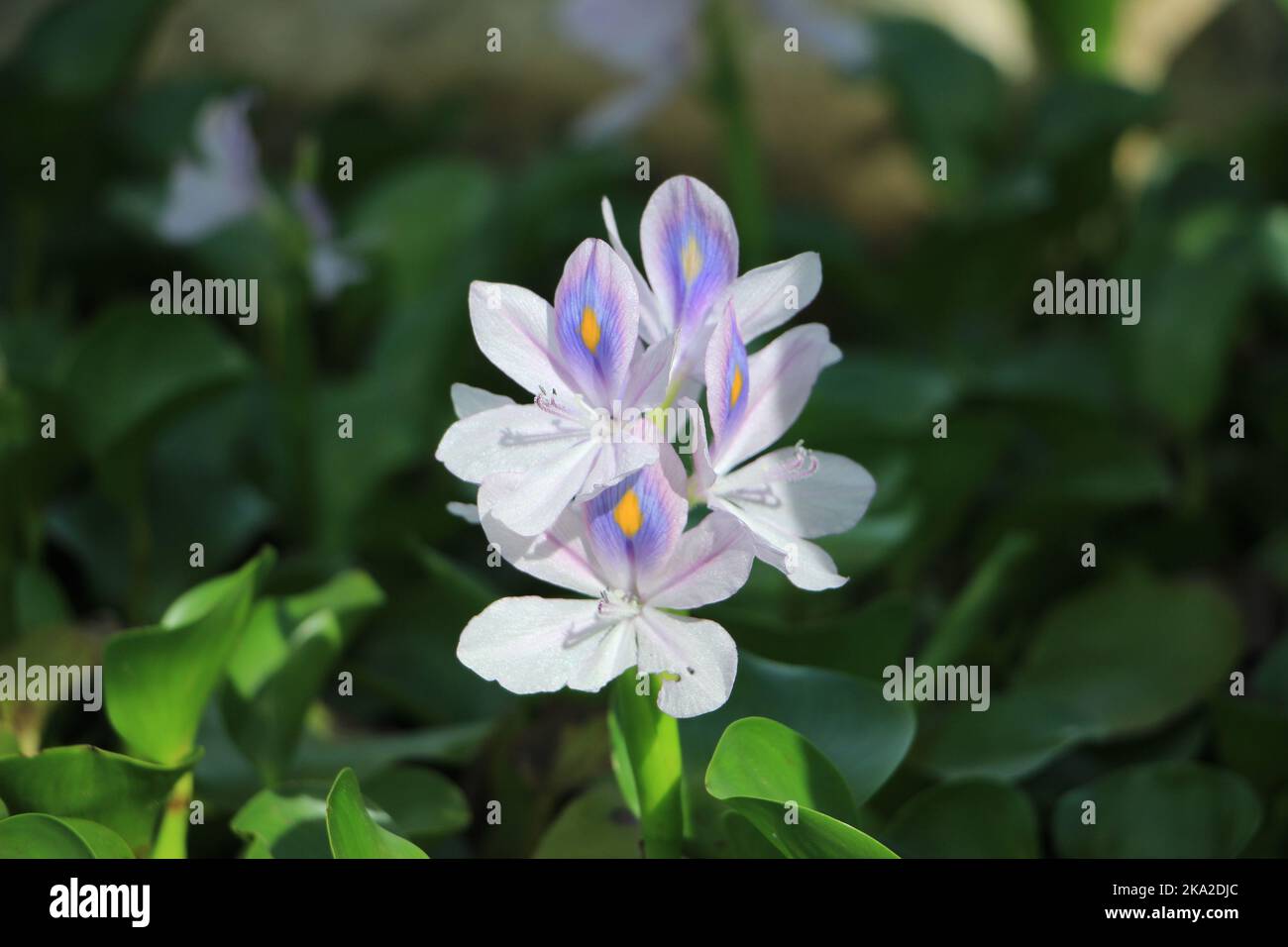 A selective focus of Water Hyacinth flowers blooming in the garden ...