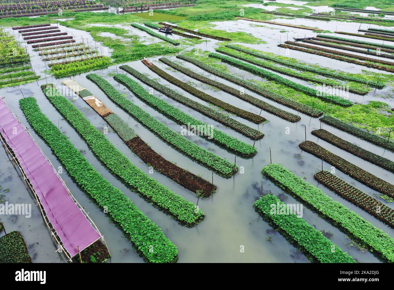 Floating farm in bangladesh hi-res stock photography and images - Alamy