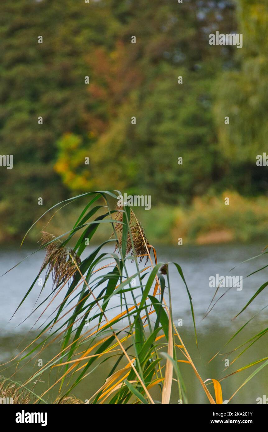 A vertical shot of a Common reed (Phragmites australis) with a lake and ...