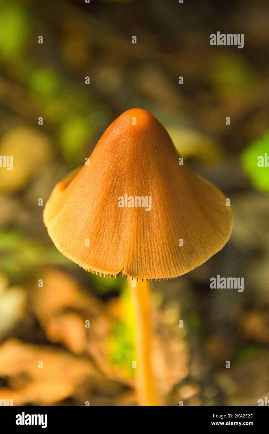 Conocybe velutipes hi-res stock photography and images - Alamy
