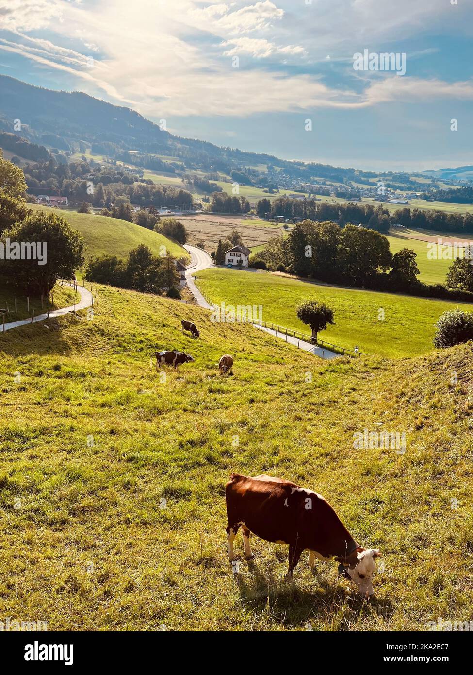 A vertical shot of a cow in a green field under the clouds Stock Photo ...