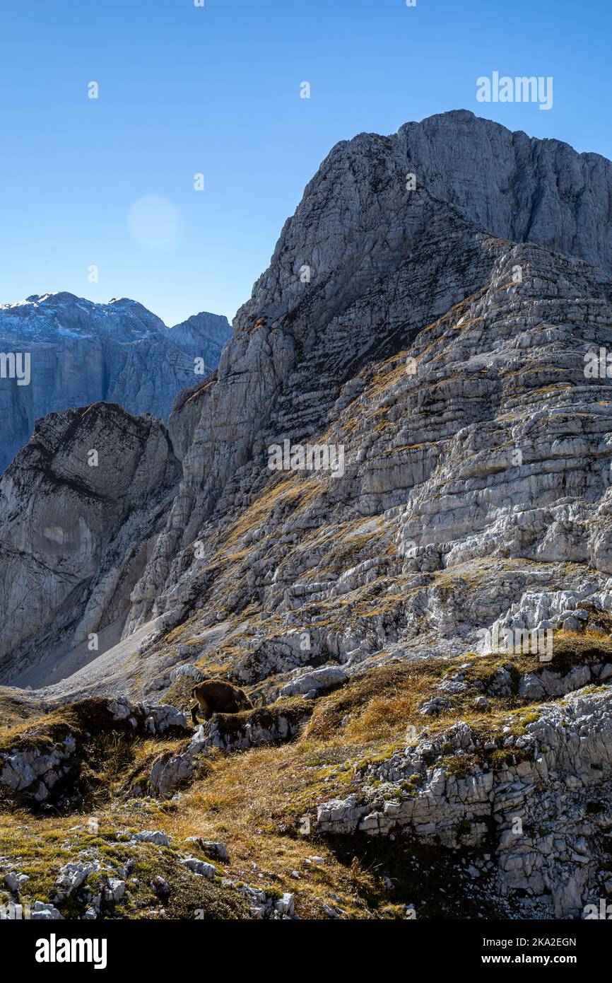 Alpine ibex picture taken in Julian alps, Slovenia Stock Photo - Alamy