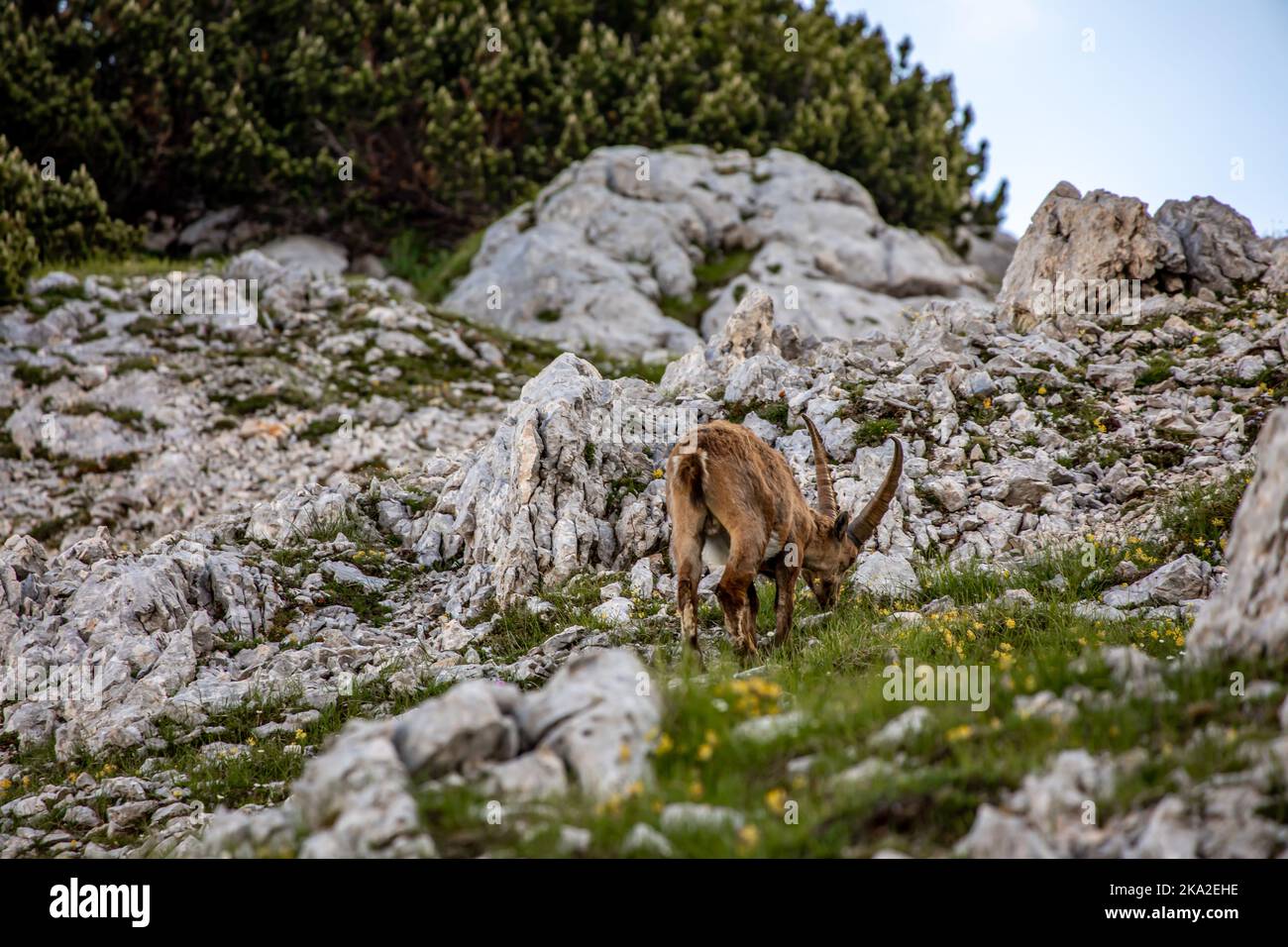 Alpine ibex picture taken in Julian alps, Slovenia Stock Photo - Alamy