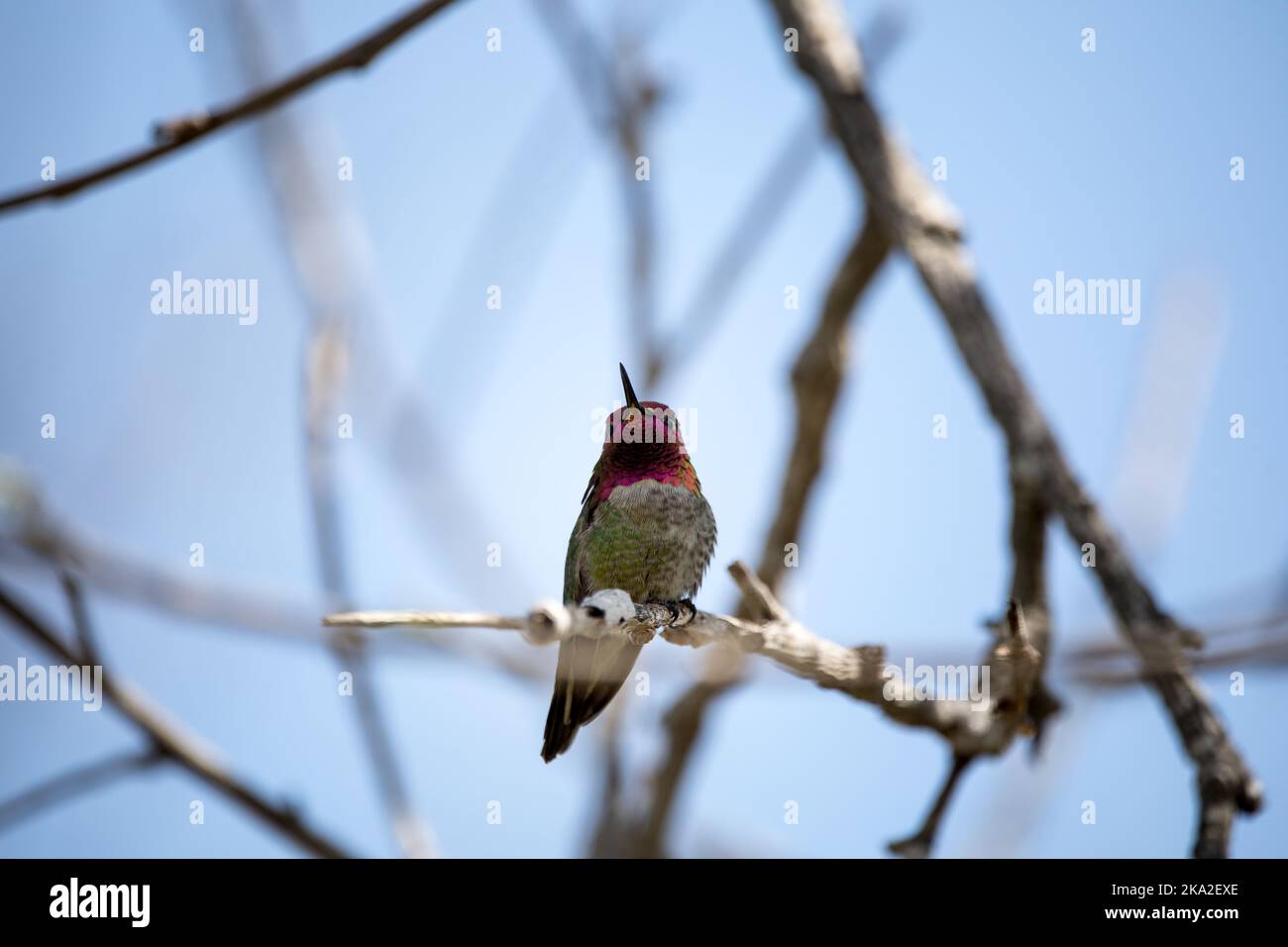 A view of a beautiful hummingbird sitting on a tree branch Stock Photo ...