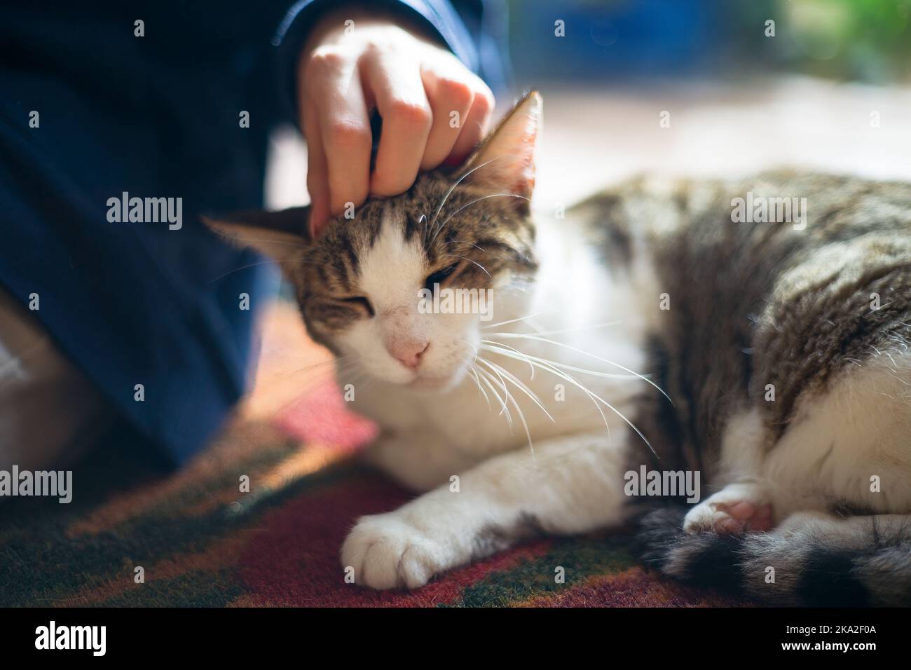 A tabby cat receiving hug from girl Stock Photo - Alamy
