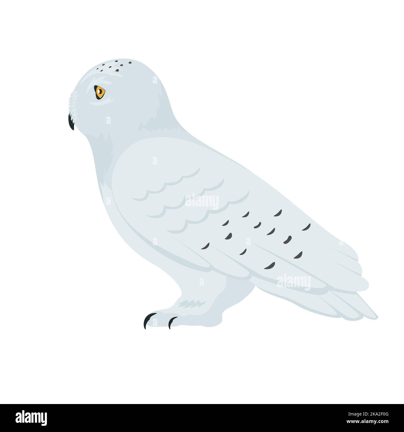 Snowy owl. Vector illustration of northern white polar arctic snowy owl ...