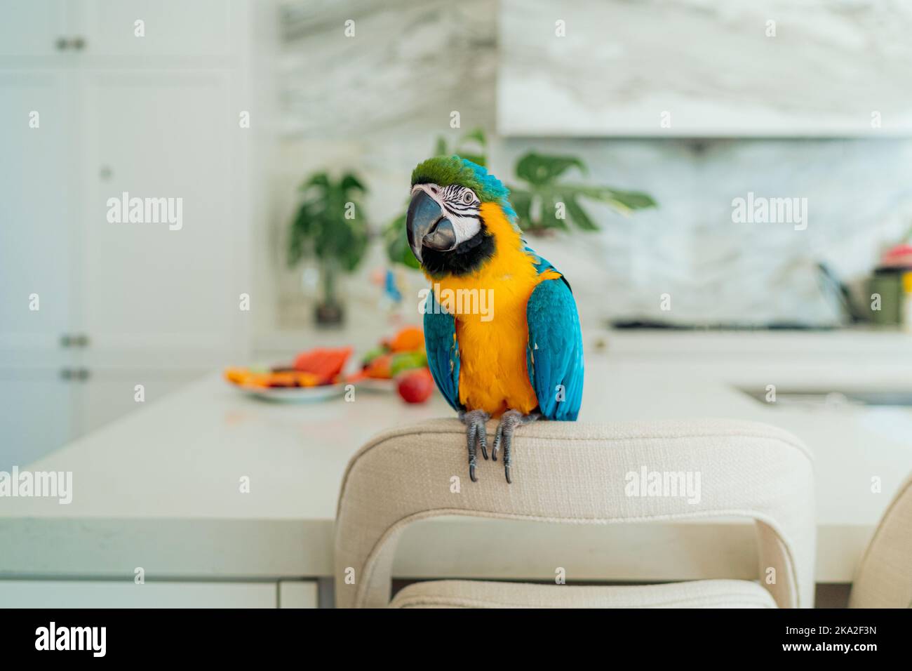 A closeup shot of a colorful macaw sitting on a white bar stool Stock ...