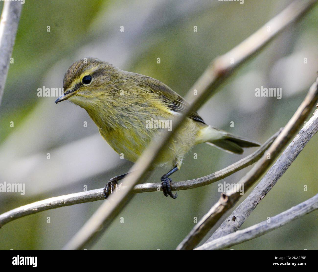 A close-up shot of a common chiffchaff on a branch Stock Photo - Alamy