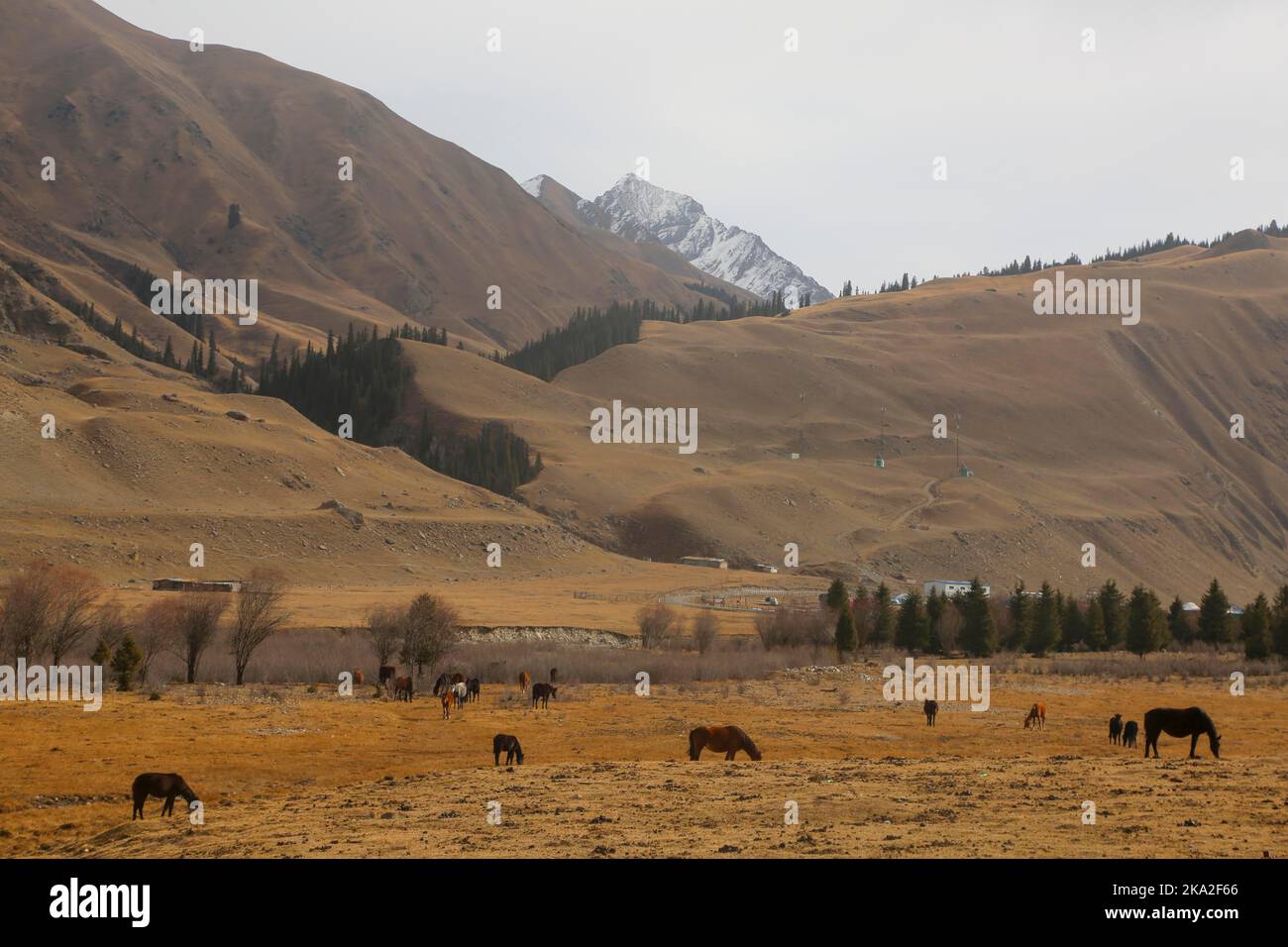 Zhaosu, China's Xinjiang Uygur Autonomous Region. 30th Oct, 2022 ...