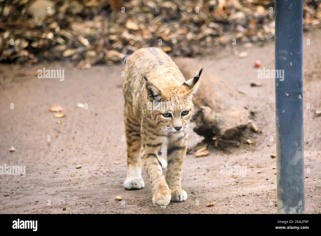 A cute Bobcat walking in a garden with sad face Stock Photo - Alamy