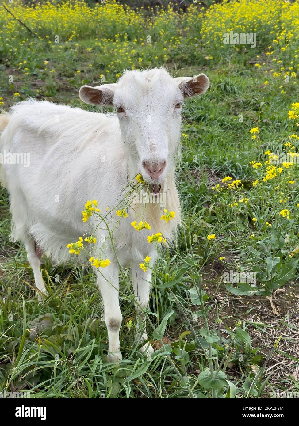 White cute goat is looking at the camera and eating mustard flowers ...