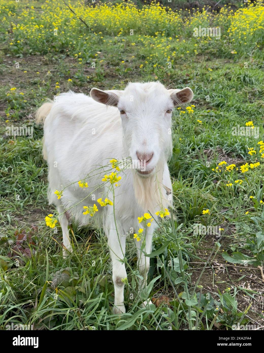 White cute goat is looking at the camera and eating mustard flowers ...