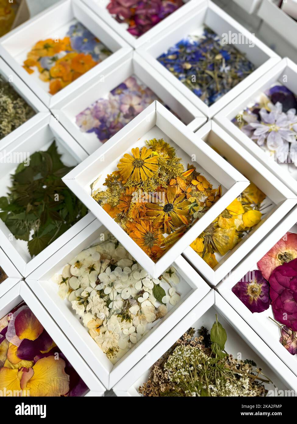 A group of various dried pressed flowers in white box. Basic material ...