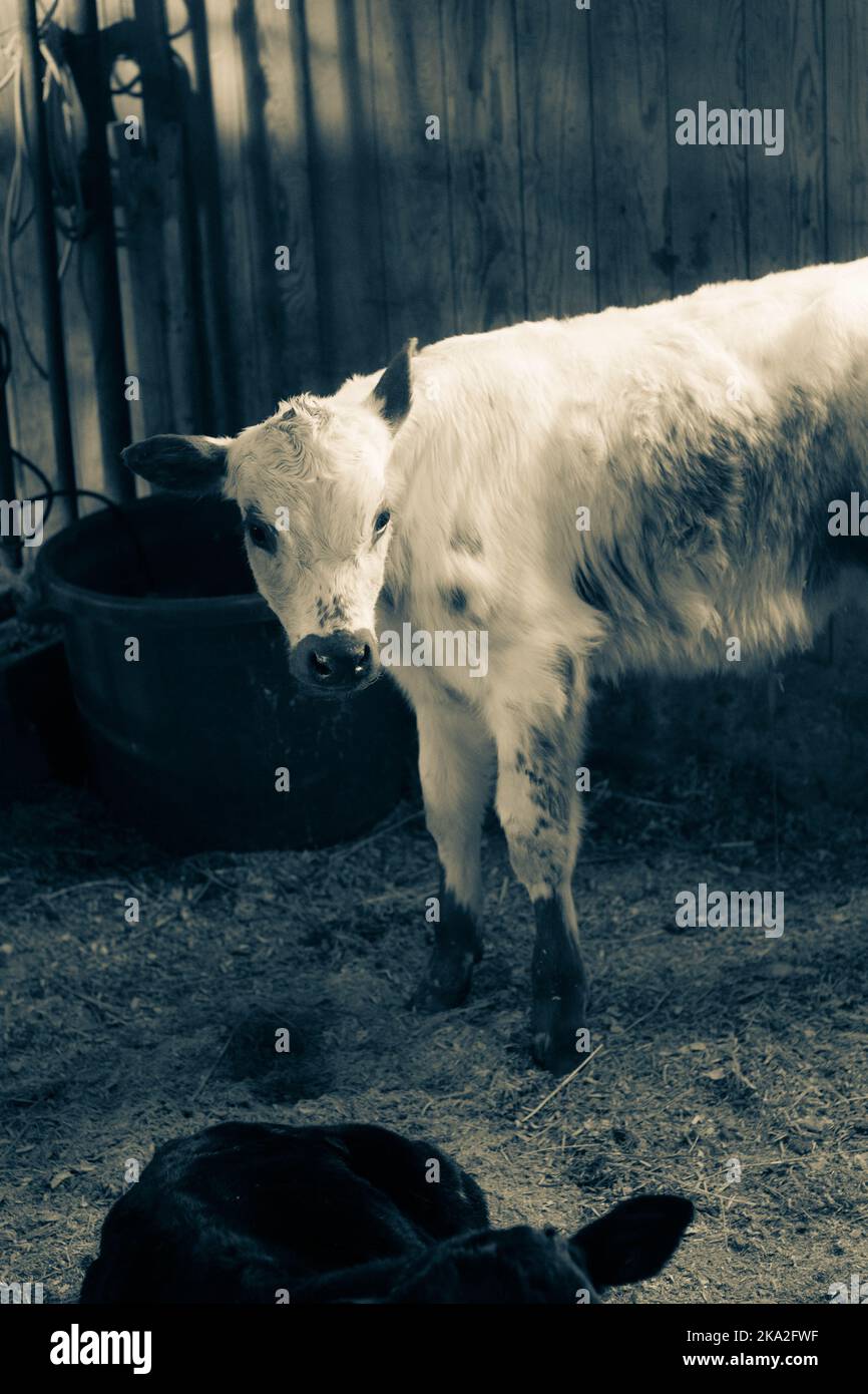 A vertical shot of a white cow with a baby calf resting on the ground ...