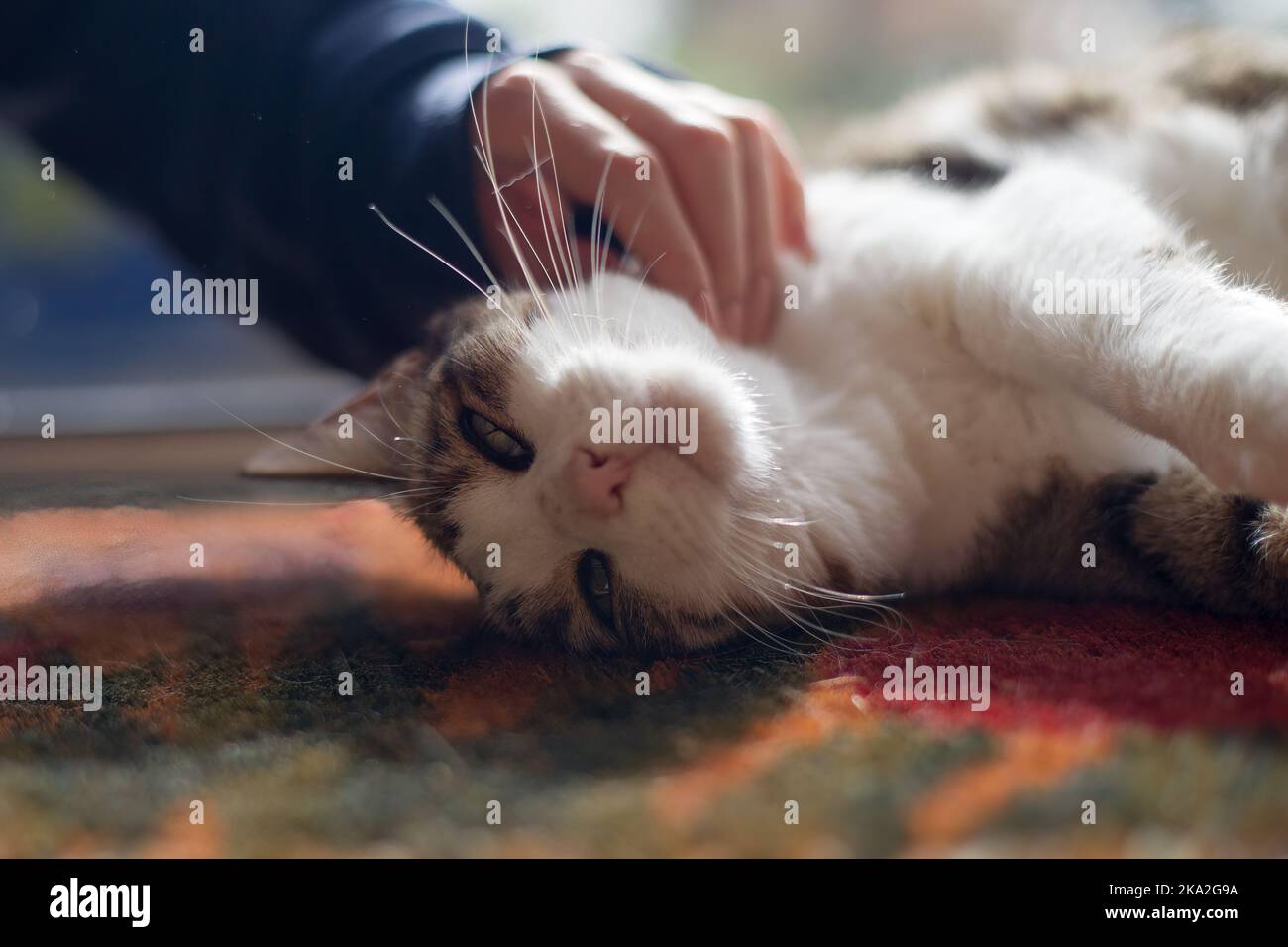 A tabby cat receiving hug from girl Stock Photo - Alamy