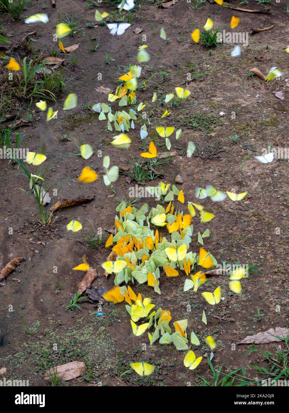 Colorful butterflies in the Family Pieridae (Whites and Sulphurs ...