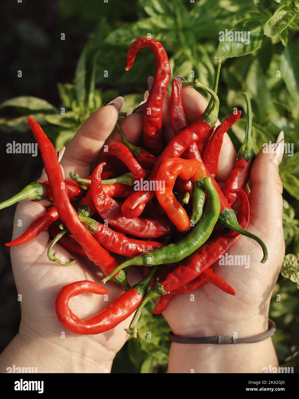 peperoncino calabrese - chilli pepper - peperoncini calabresi Stock ...