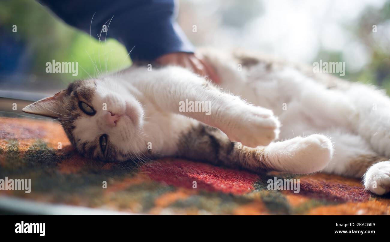 A tabby cat receiving hug from girl Stock Photo - Alamy