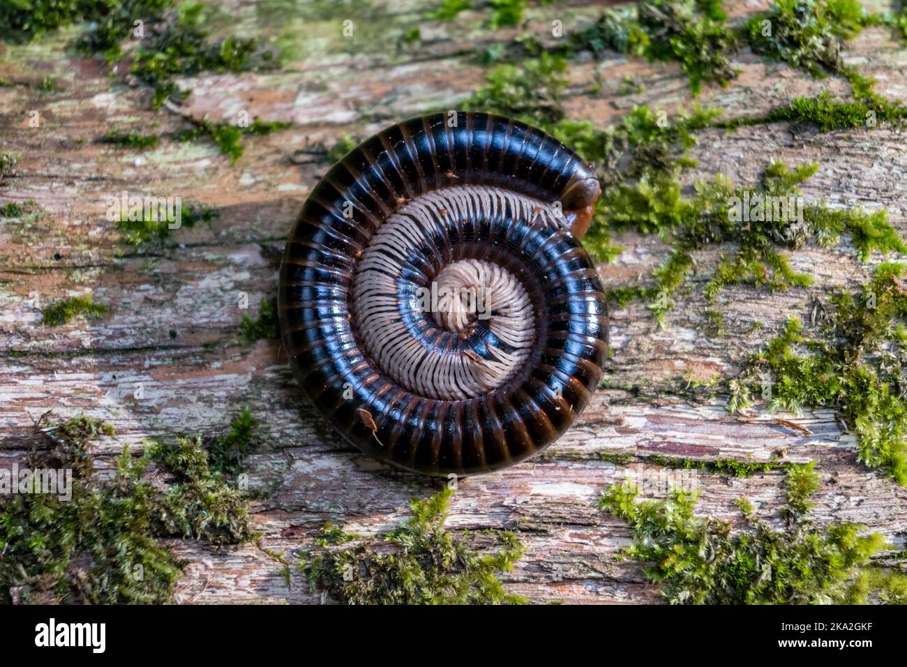 A Millipede coiled up on a tree trunk. Viruá National Park, Roraima ...