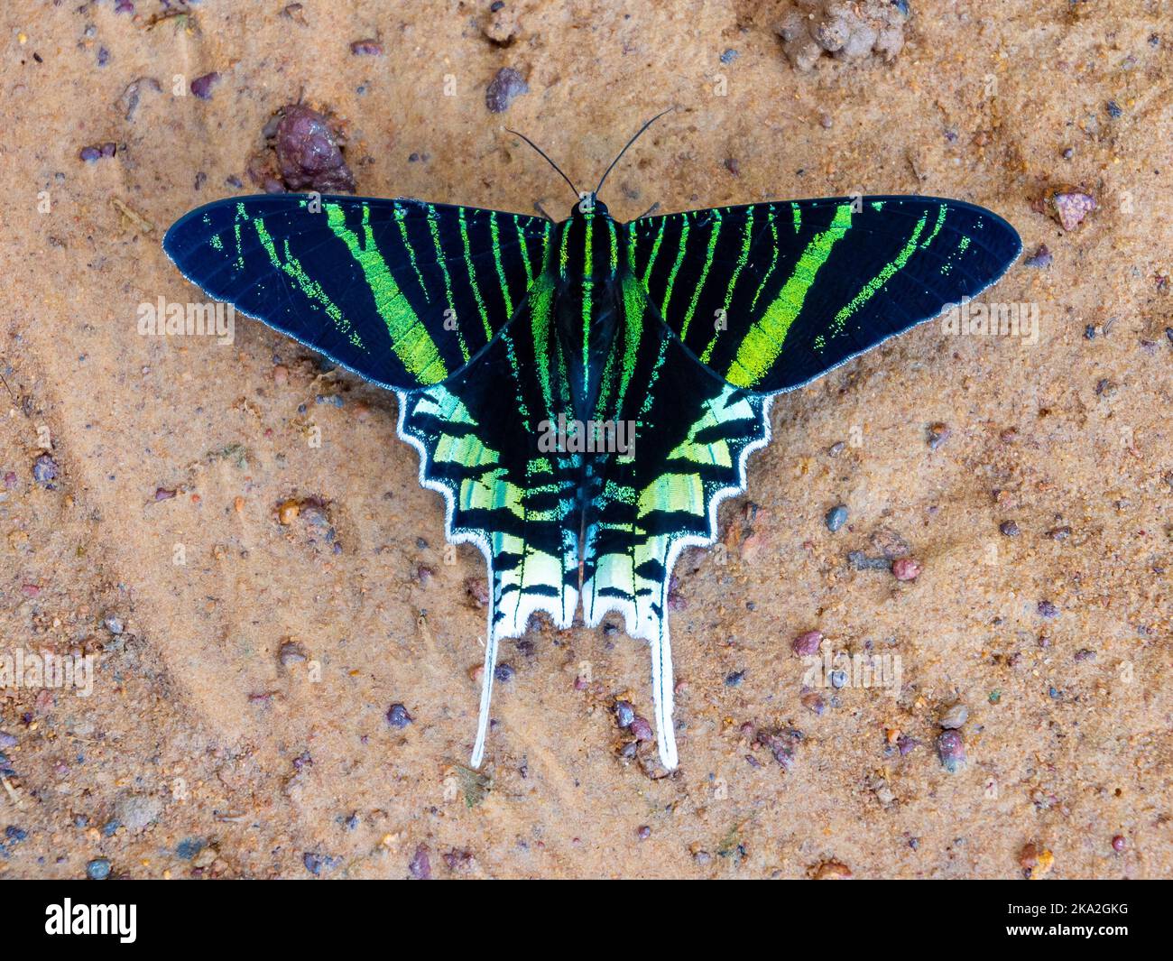 A beautiful Green-banded Urania moth (Urania leilus) in the wild. Virua ...