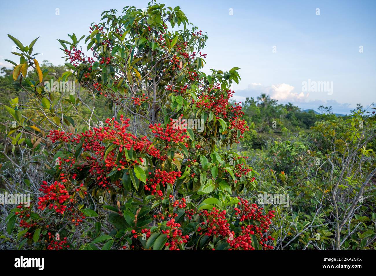 Red flowers bloom on a green bush. Roraima State, Brazil Stock Photo ...