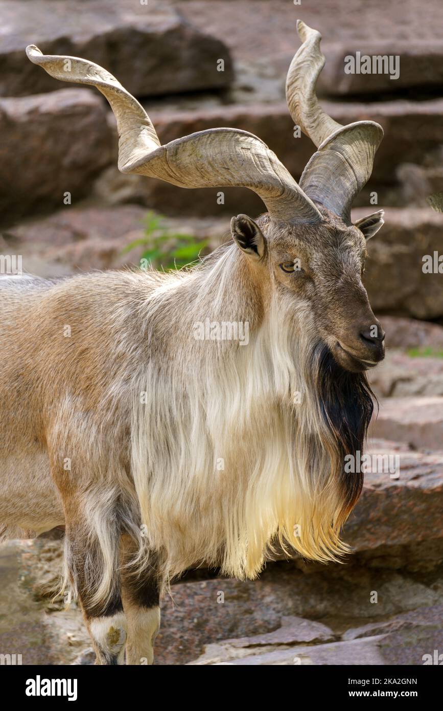 Wild goat on the rock. Herbivore in nature Stock Photo - Alamy
