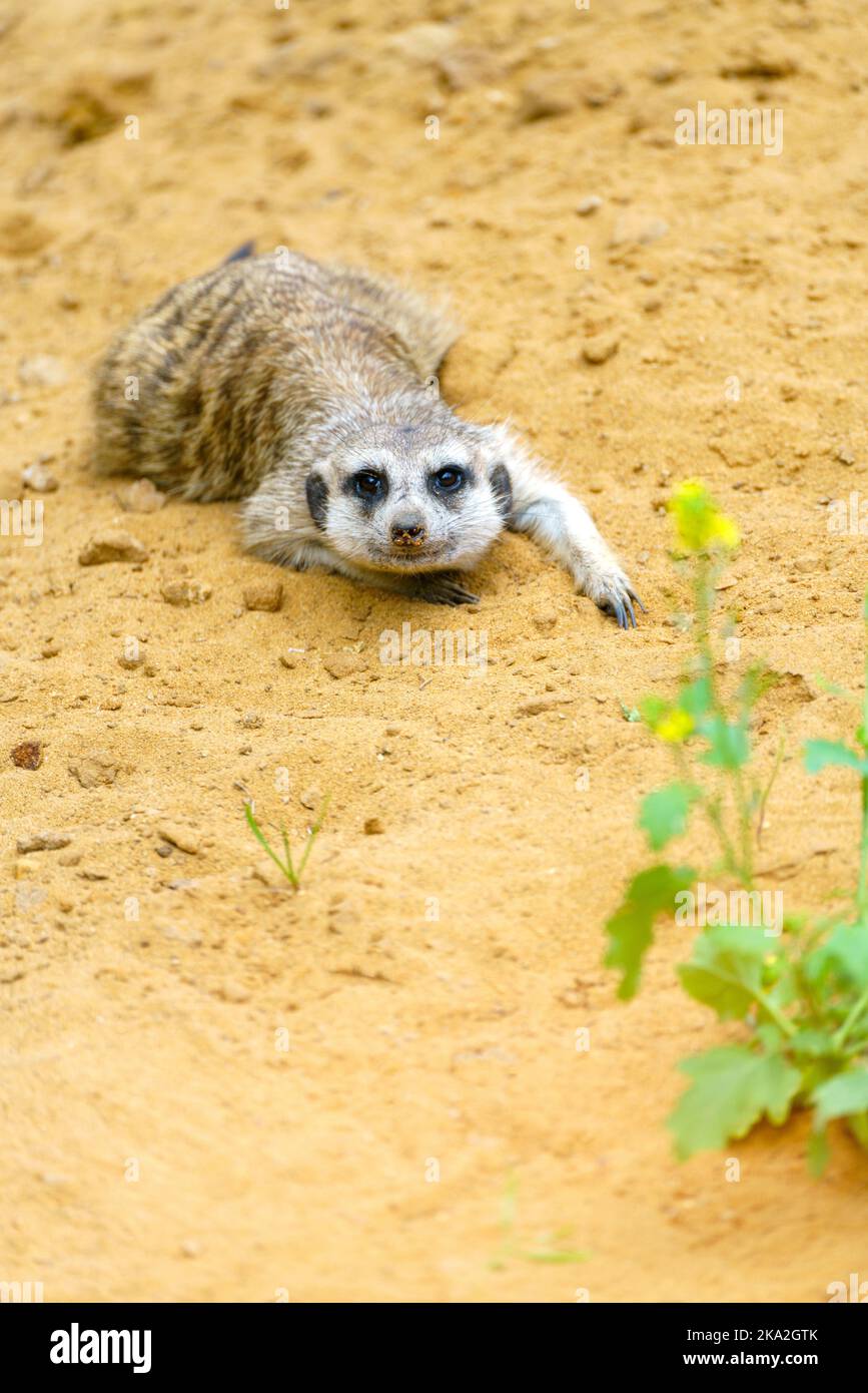 Young funny cute meerkat. Wildlife world Stock Photo - Alamy
