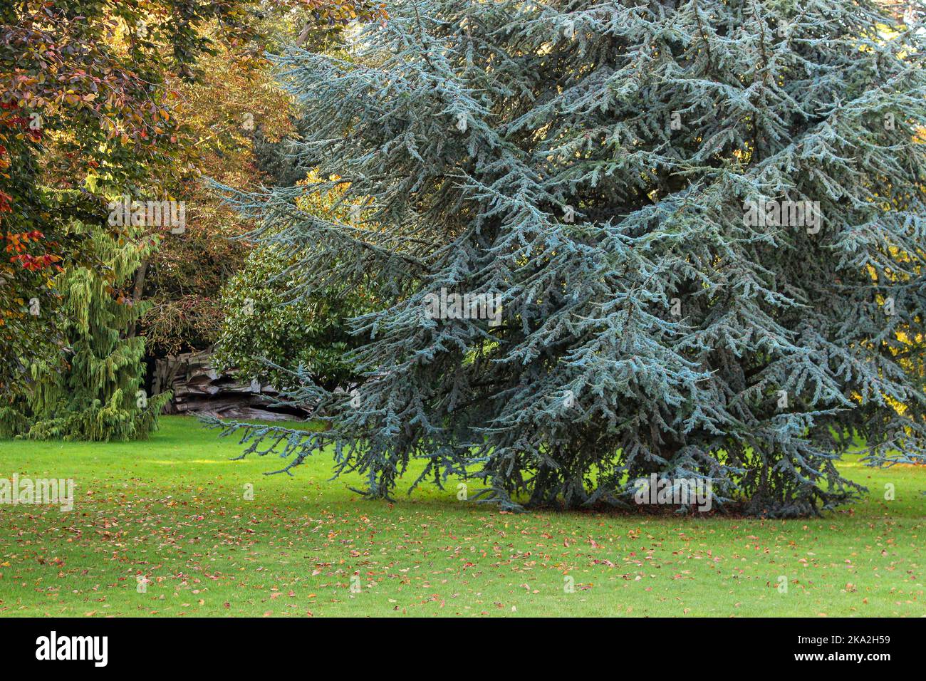 A spruce tree growing in a park Stock Photo - Alamy