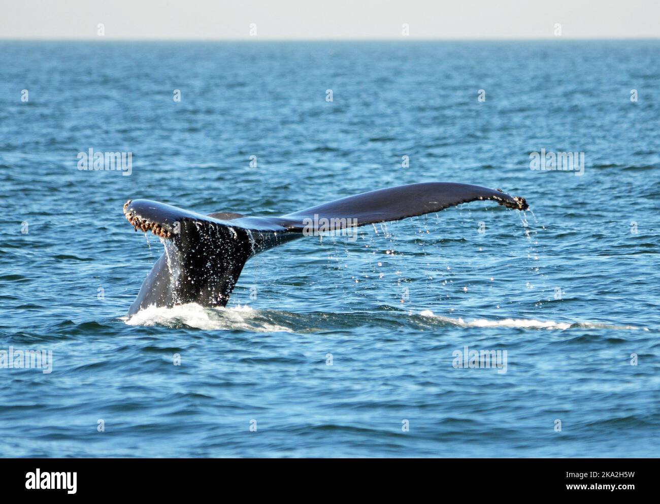 The whale's fluke submerging with water dripping off the edge of tail ...