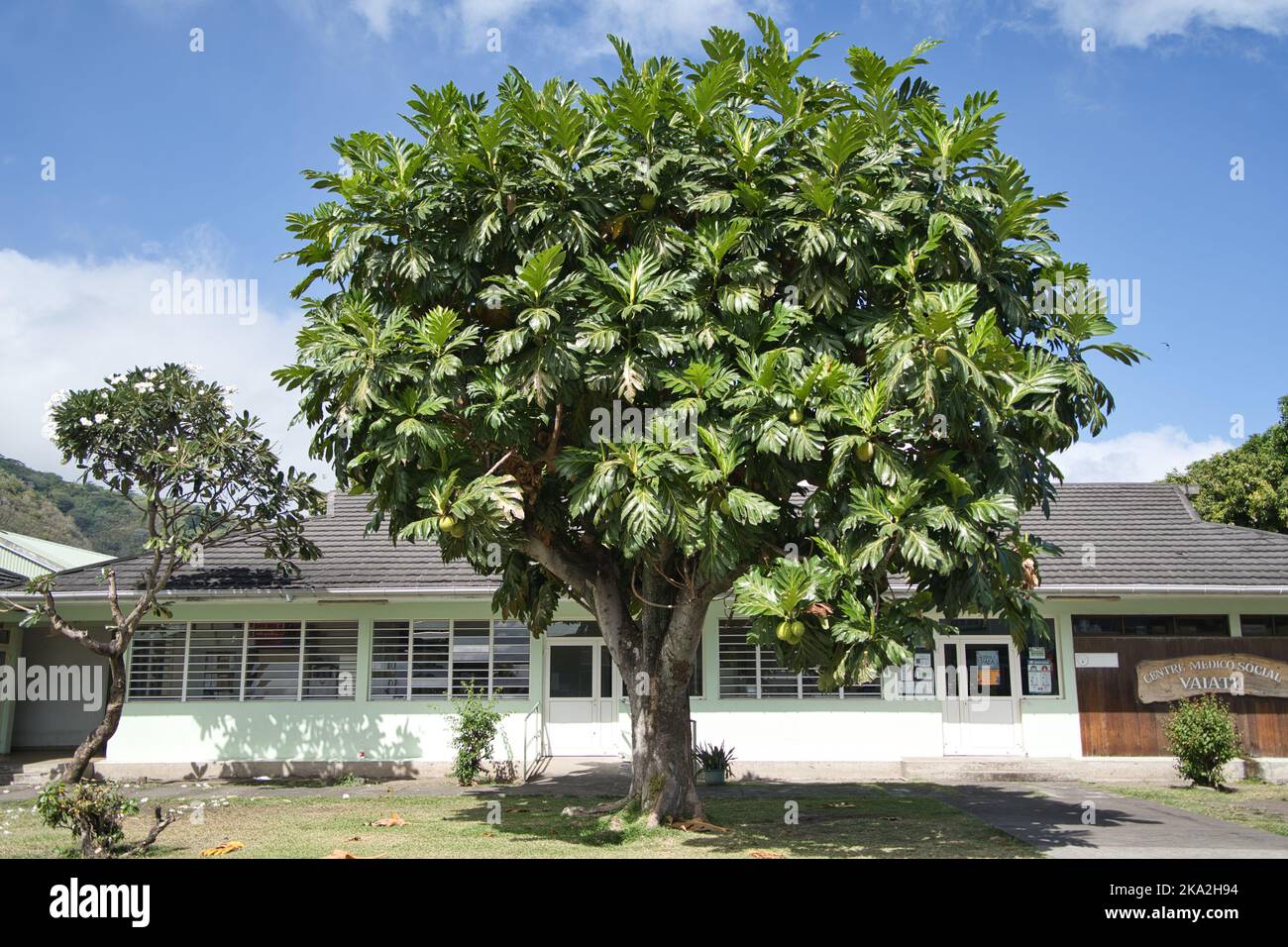 A Polynesian tree in a neighborhood with a cloudscape in the background ...