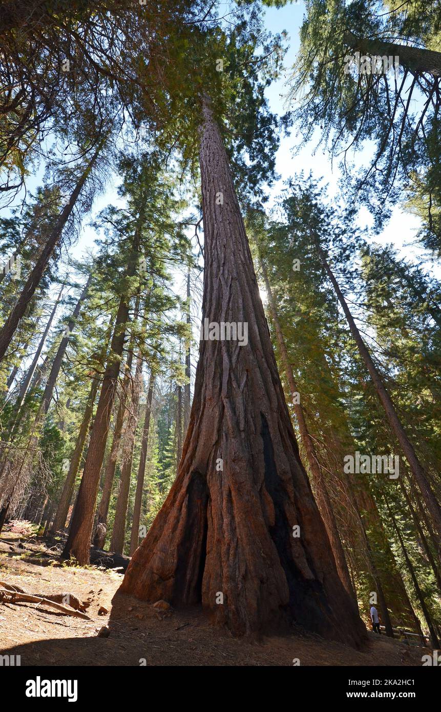 The Giant Sequoia tree pictured at the center of the forest, vertical ...