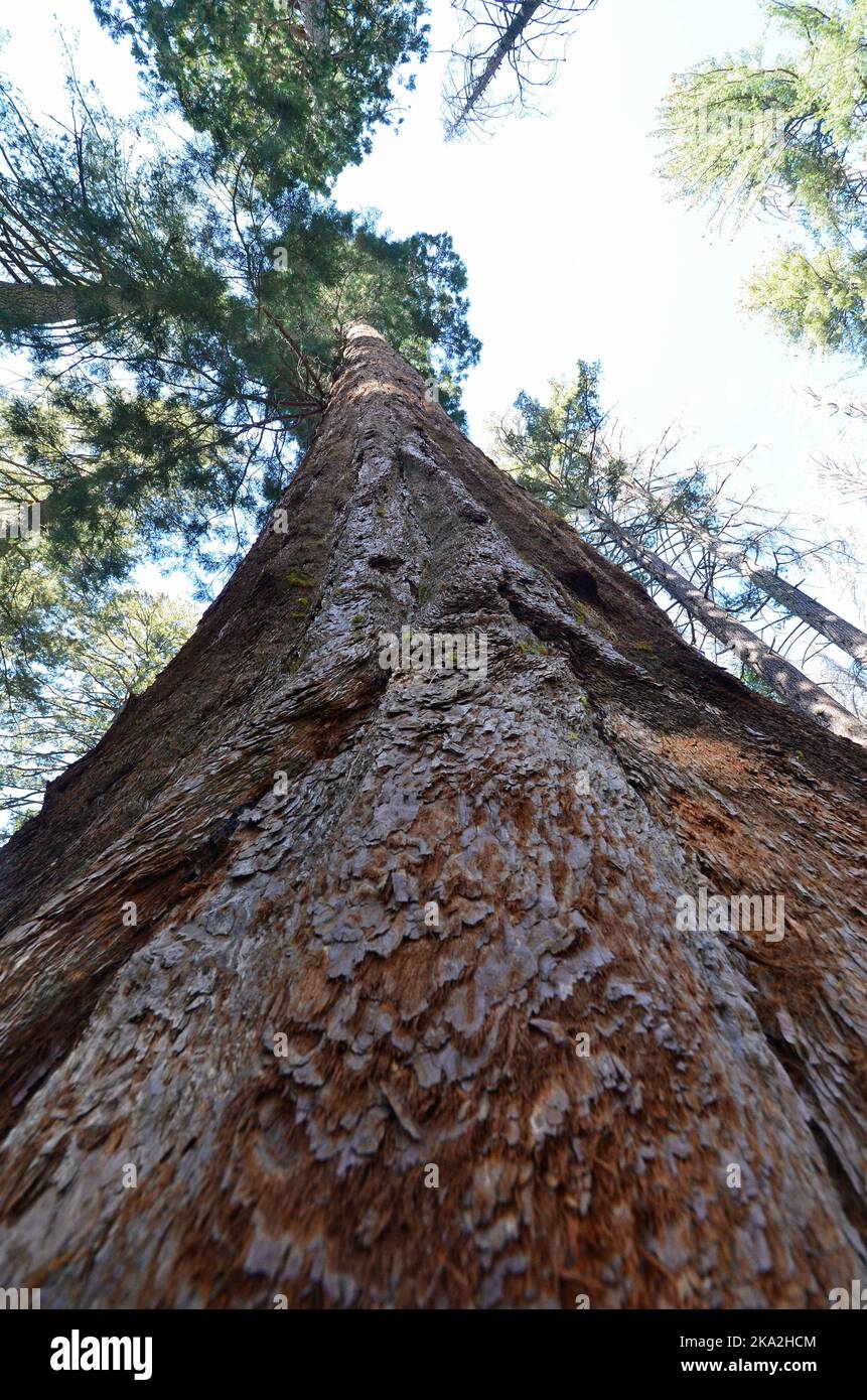 The Giant Sequoia tree pictured at the center of the forest, vertical ...